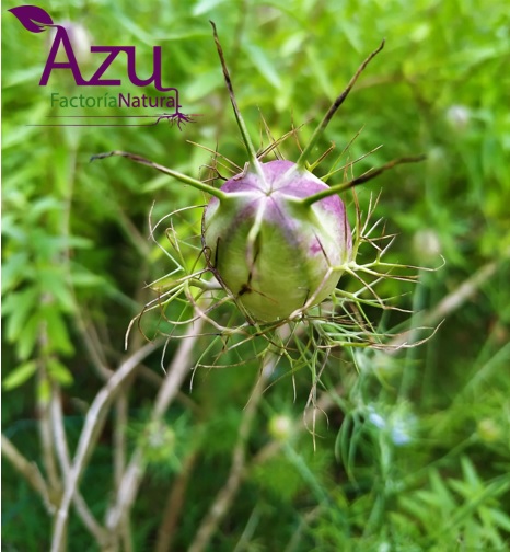 AJENUZ O COMINO NEGRO, LA SEMILLA BENDITA | Azu Factoría Natural