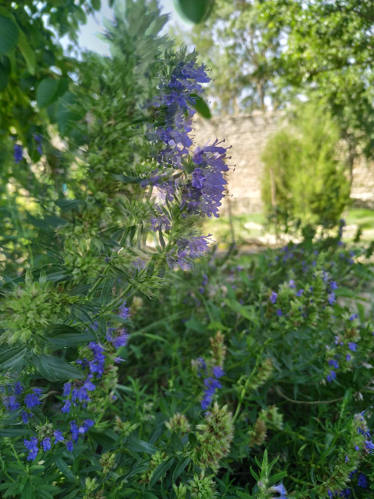 EL HISOPO, LA PLANTA PURIFICADORA | Azu Factoría Natural