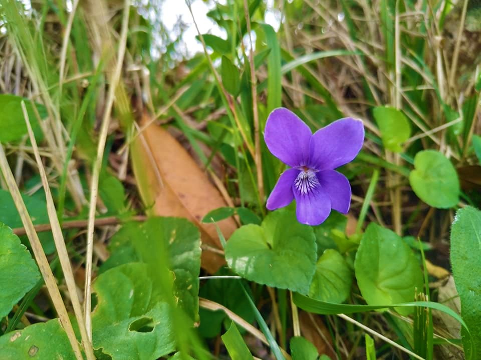 LA VIOLETA, SÍMBOLO DE LA PRIMAVERA | Azu Factoría Natural