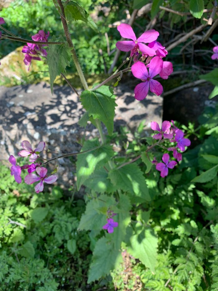 LUNARIA ANNUA | Azu Factoría Natural