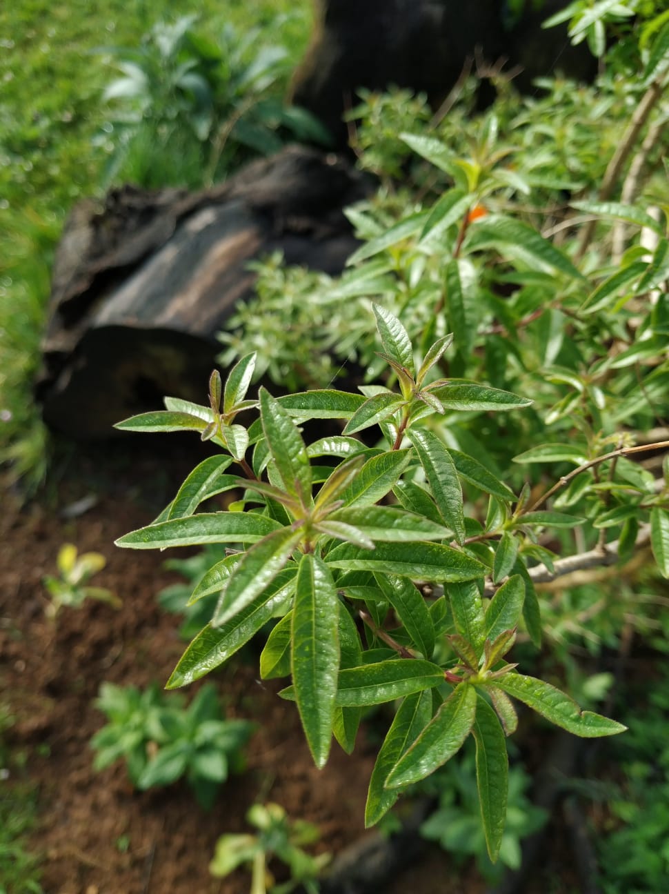 HIERBALUISA, LA REINA DEL JARDÍN | Azu Factoría Natural